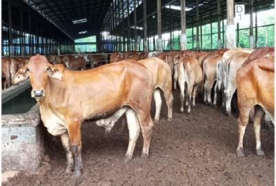 Rahasia Terungkap! Negara Mana yang Kuasai Pasar Sapi Dunia? Indonesia Termasuk? - 55 TV News